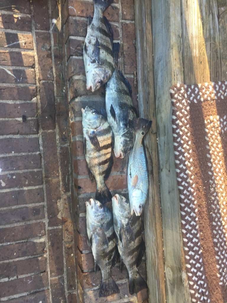 Cherry grove inlet – Fishprep