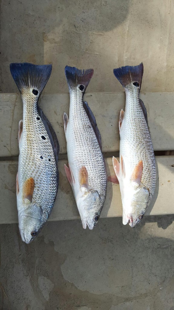 Cherry grove inlet – Fishprep